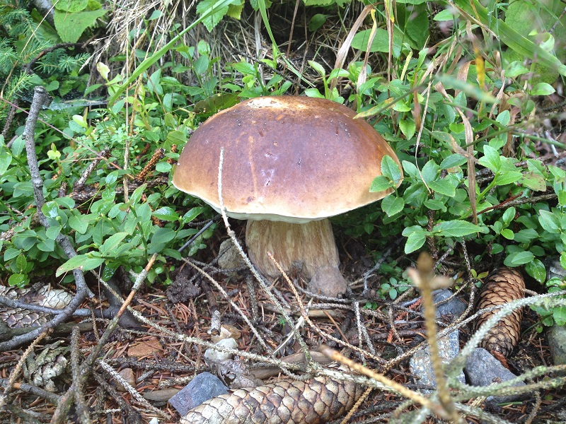 Beste Bedingungen für Pilze - Radio Erzgebirge