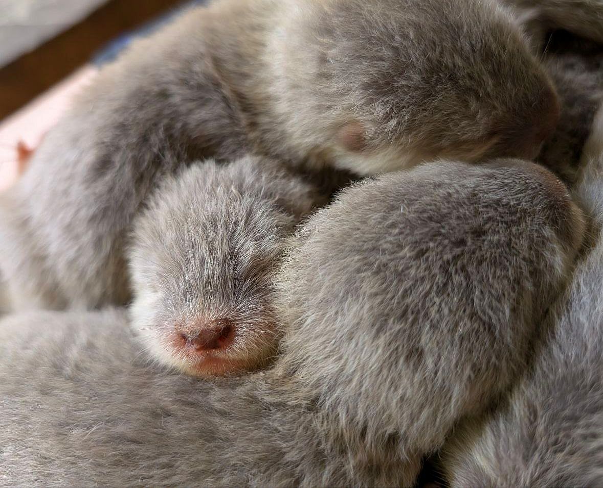 Das sind die flauschigen Otter-Babys von Aue - Radio Erzgebirge